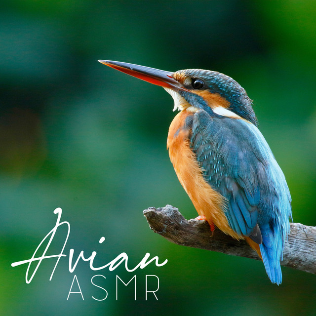 Avian Asmr: Relaxing Sounds Of Sky And Ground Birds - Album by Life ...
