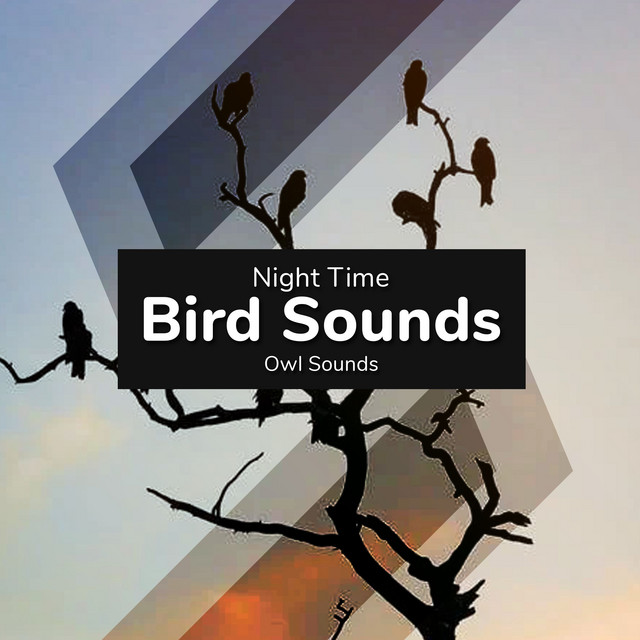 Night Time Bird Sounds - Album by Owl Sounds | Spotify