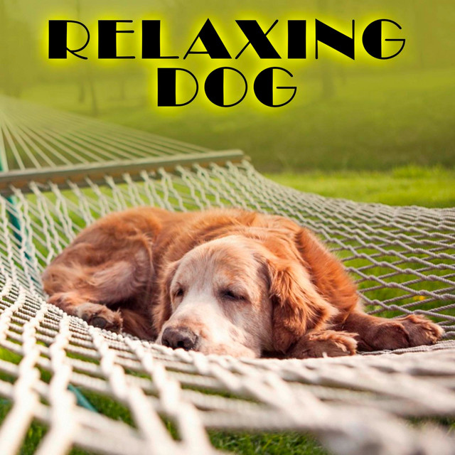 How Do You Know When A Dog Is Colic