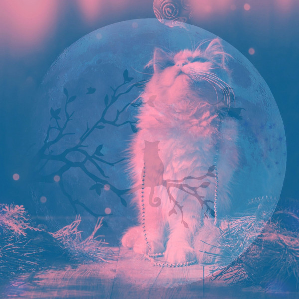 Lonely Cats - Magical - Album by Cat Music | Spotify