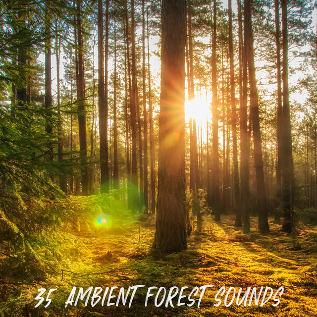35 Ambient Forest Sounds " ! ! ! ! ! - Album by Forest Sounds | Spotify