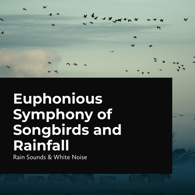 Euphonious Symphony of Songbirds and Rainfall - Album by Rain Sounds ...