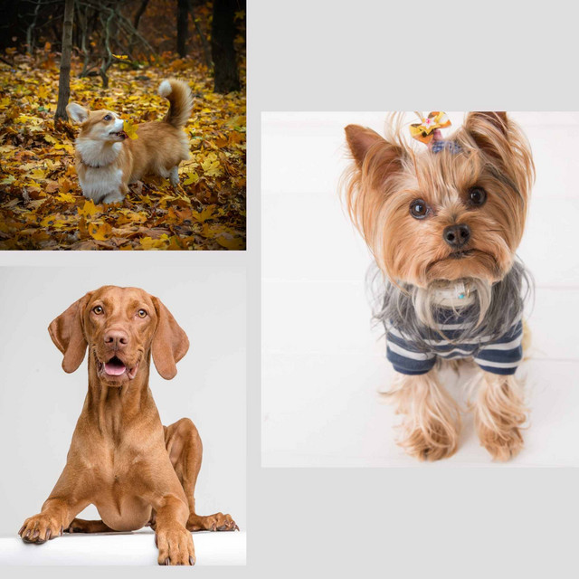 Smart Background for Chill Dogs - Album by Relaxing Music for Dogs ...