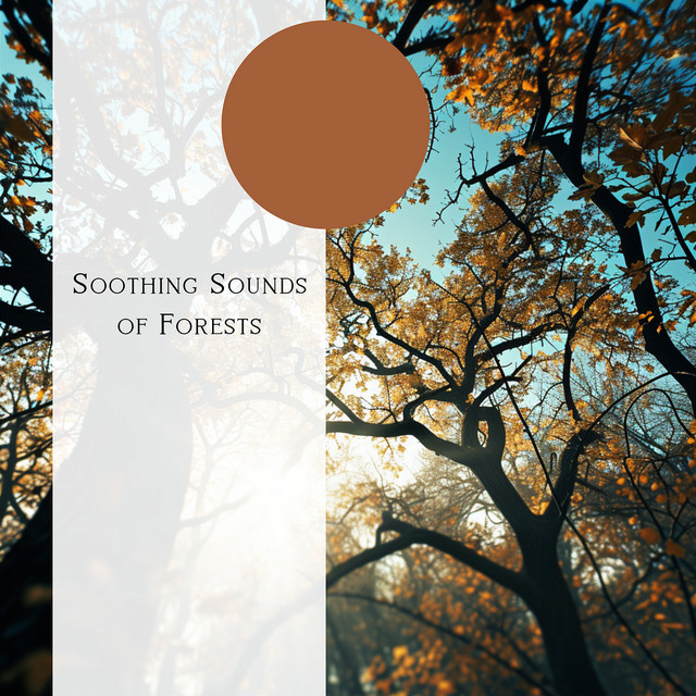 Soothing Sounds of Forests - Album by Natural Forest FX | Spotify