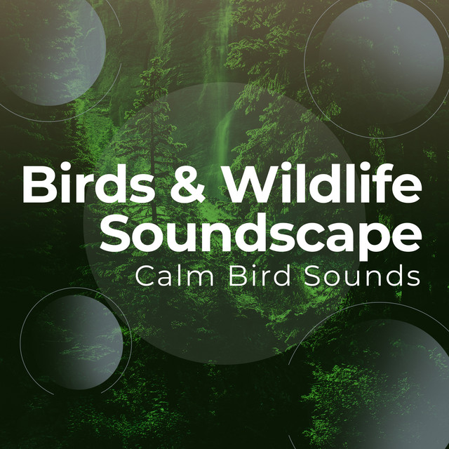 Birds & Wildlife Soundscape - Album by Calm Bird Sounds | Spotify