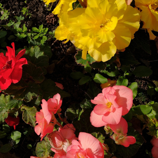 Flowers - Single by James Tomlinson | Spotify