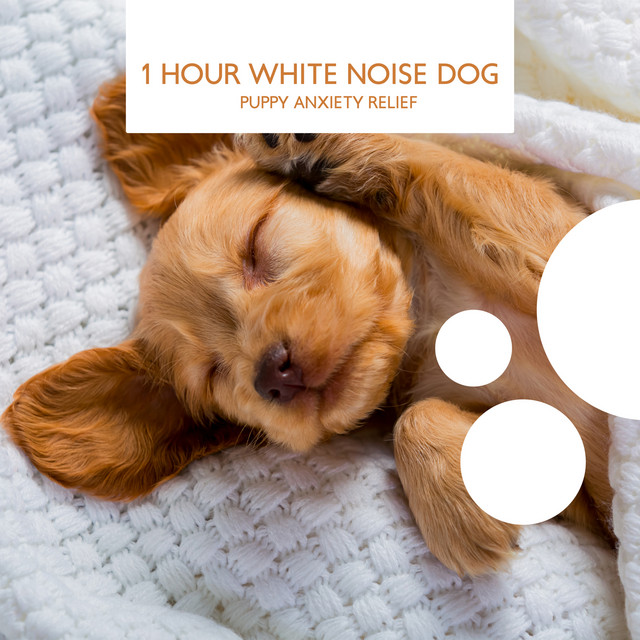 How Long Is 1 Hour To A Dog