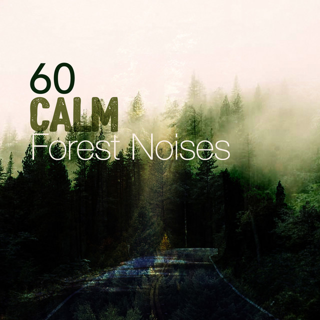 60 Calm Forest Noises - Album by Forest Sounds | Spotify