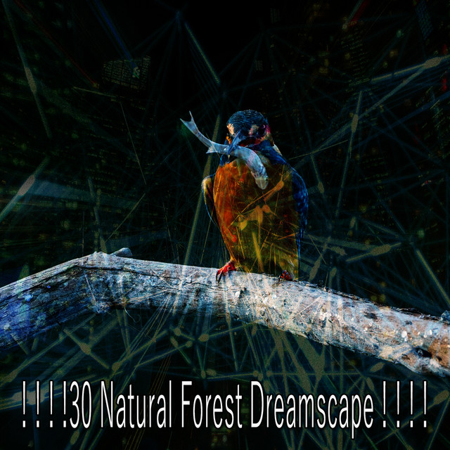 30 Natural Forest Dreamscape ! ! ! ! - Album by Nature Sounds for Sleep ...