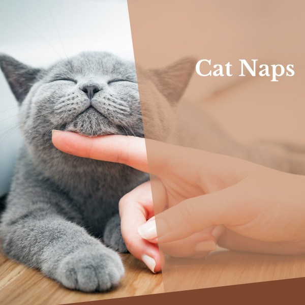2021 Cat Naps - Album by Cat Music Experience | Spotify