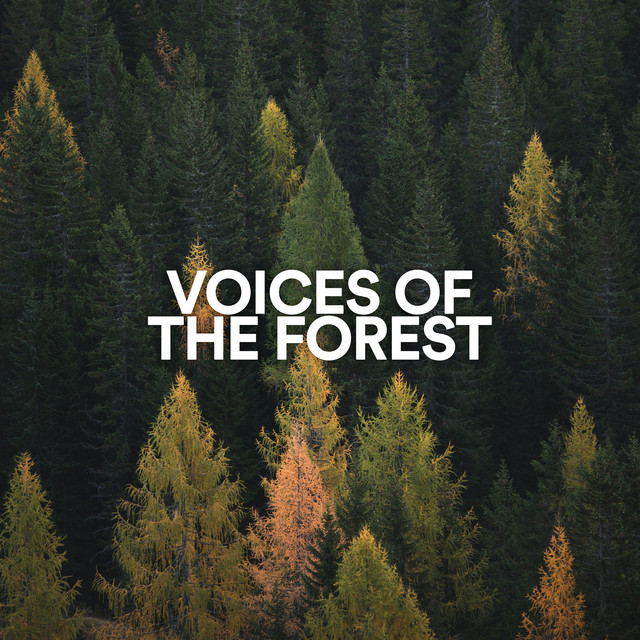 Calming Forest Noises, Pt. 10 - song and lyrics by Voices of the Forest ...