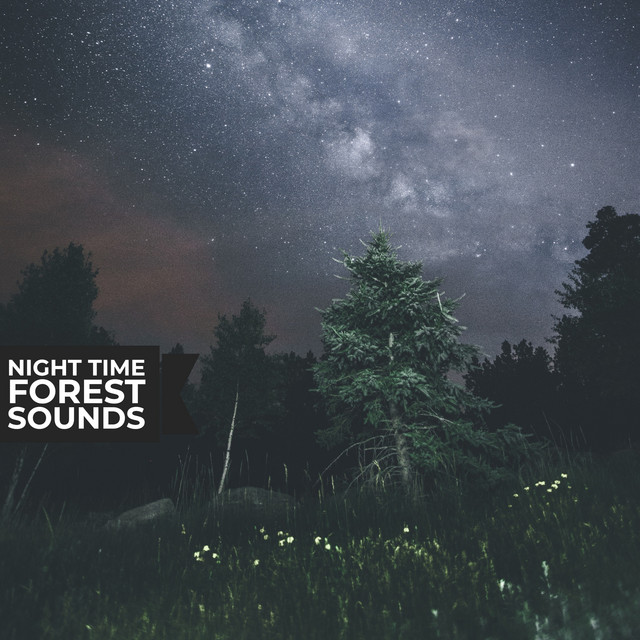 Night Time Forest Sounds - EP by Nature Field Recordings | Spotify