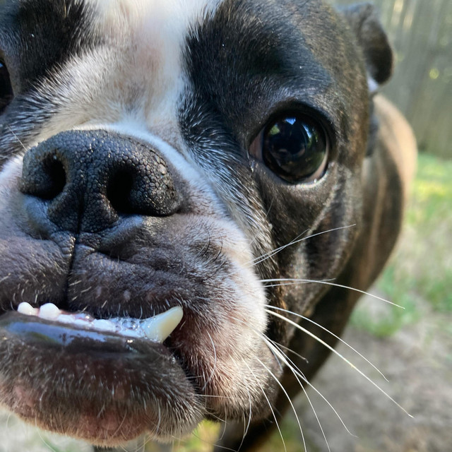 Do Pit Bulls Drool