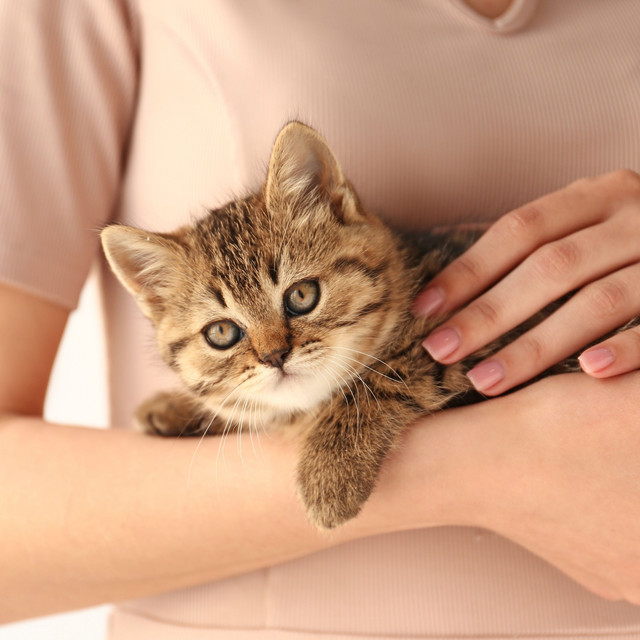 Tranquil Whisker Binaural Serenade: Theta Frequencies for Calming Cat ...