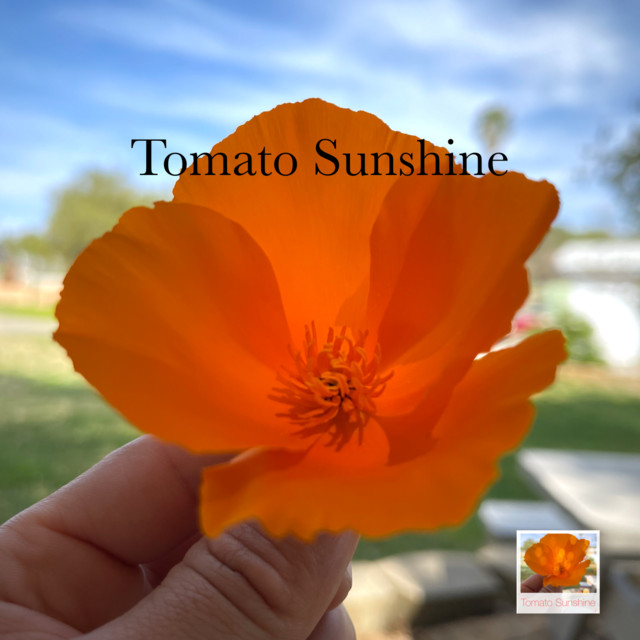 Tomato Sunshine - Single by Portal33 | Spotify