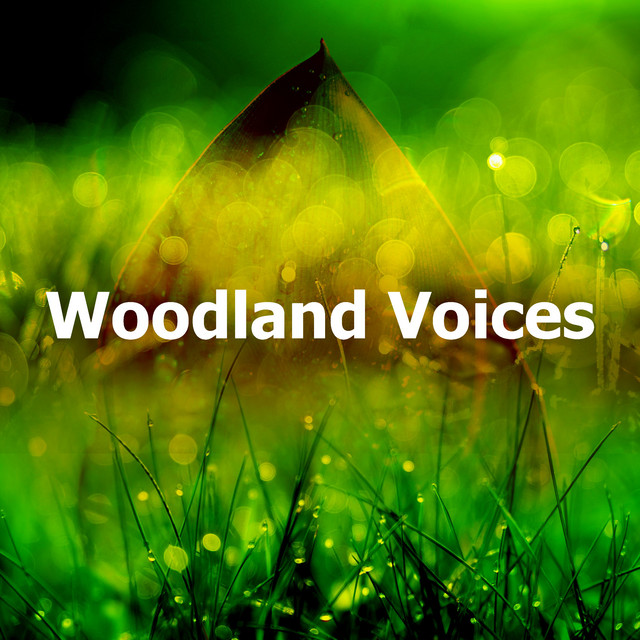 Woodland Voices - song and lyrics by Nature Sound Collection | Spotify