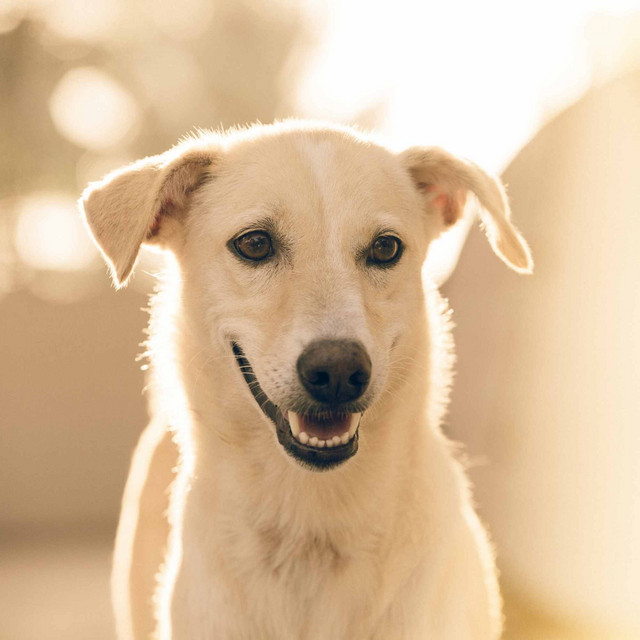 Dashing Bgm for Couch Potato Doggy - Album by Music For Dogs | Spotify