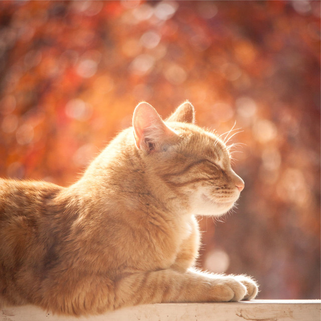 Feeling Sheltered - song and lyrics by Relaxmycat, Official Pet Care ...