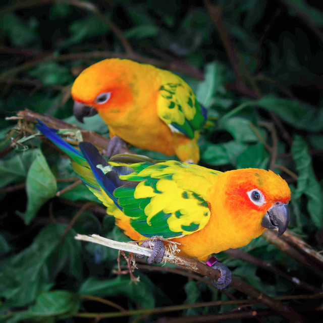 Field Sparrow - song and lyrics by Nature's Sounds | Spotify