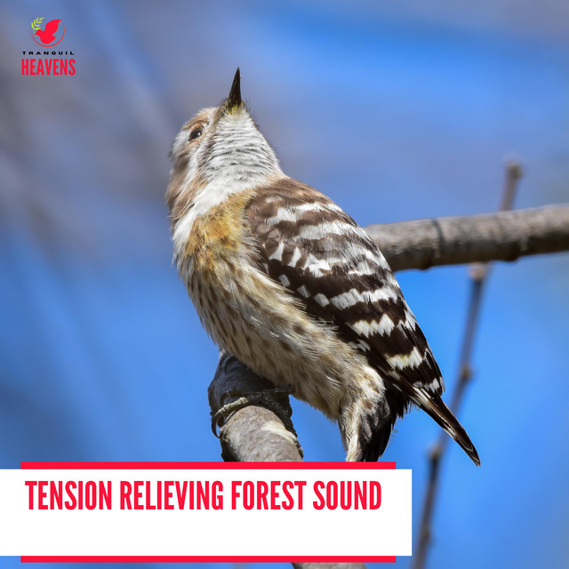 Tension Relieving Forest Sound - Compilation by Various Artists | Spotify