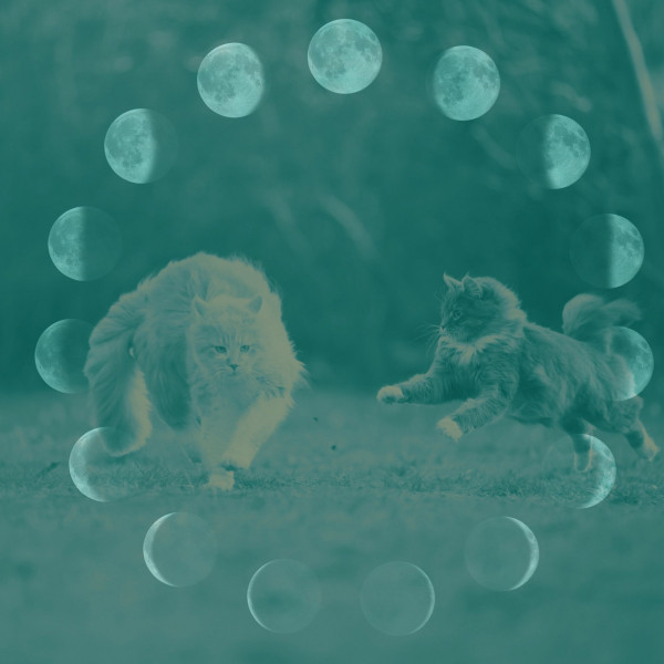 Fabulous Calming Your Cat Song And Lyrics By Soothing Cat Music Spotify