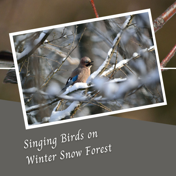 Singing Birds on Winter Snow Forest - Album by Nature Calm | Spotify