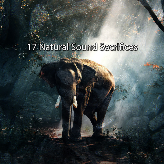 17 Natural Sound Sacrifices - Album by Pet Care Music Therapy | Spotify