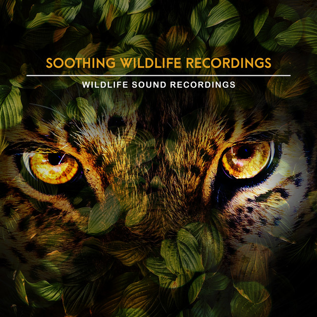 Soothing Wildlife Recordings - Album by Wildlife Sound Recordings | Spotify