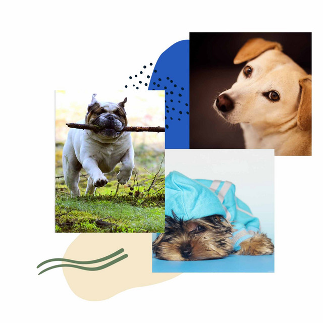 Music for Dog Grooming - Bolero - Album by Music for Dogs Radio | Spotify