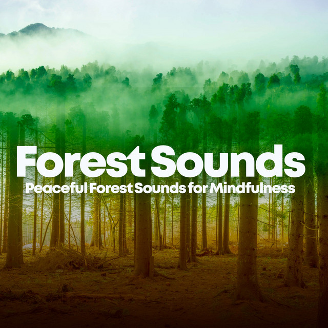 100 Forest Sounds: Peaceful Forest Sounds for Mindfulness - Album by ...