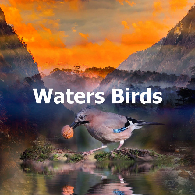 Misty Rain Birdsong - song and lyrics by Natural Sounds | Spotify
