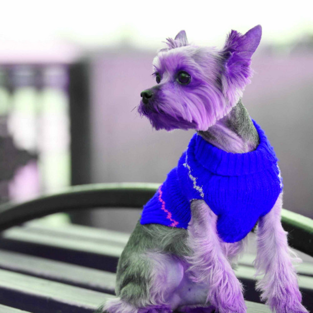 Artistic Background Music for Classy Pups - Album by Music For Dogs ...