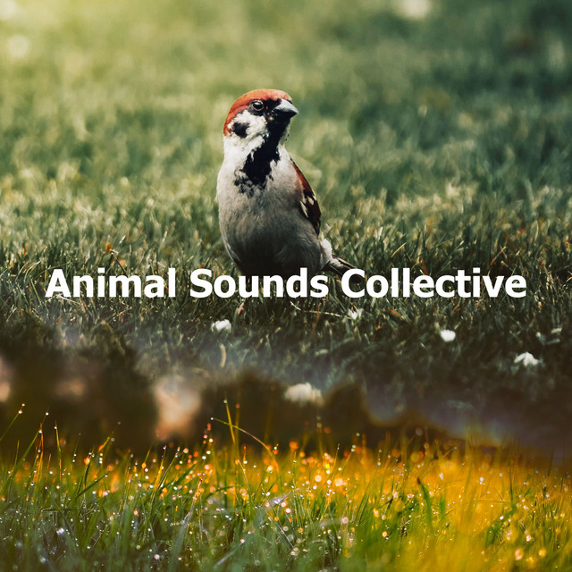 Animal Sounds Collective - Album by Animal and Bird Songs | Spotify