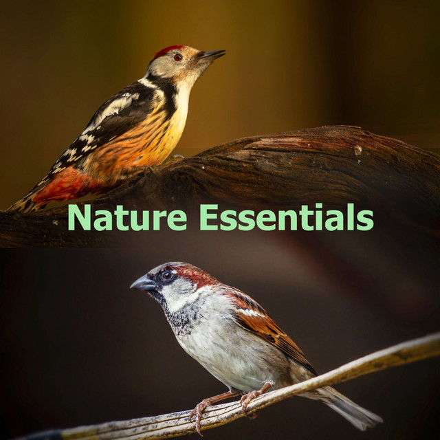 Nature Essentials - Album by Epic Nature Sounds | Spotify