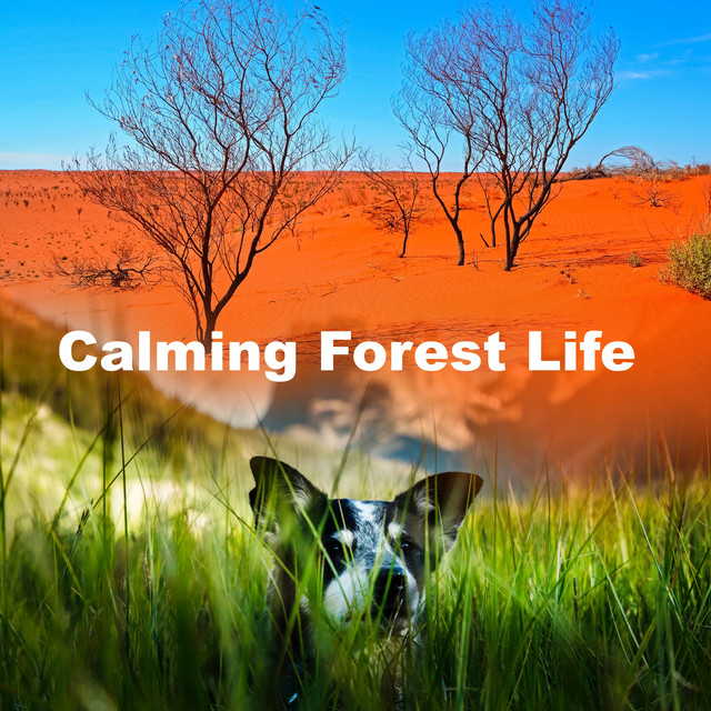 Calming Forest Life - Album by Wildlife Bill | Spotify