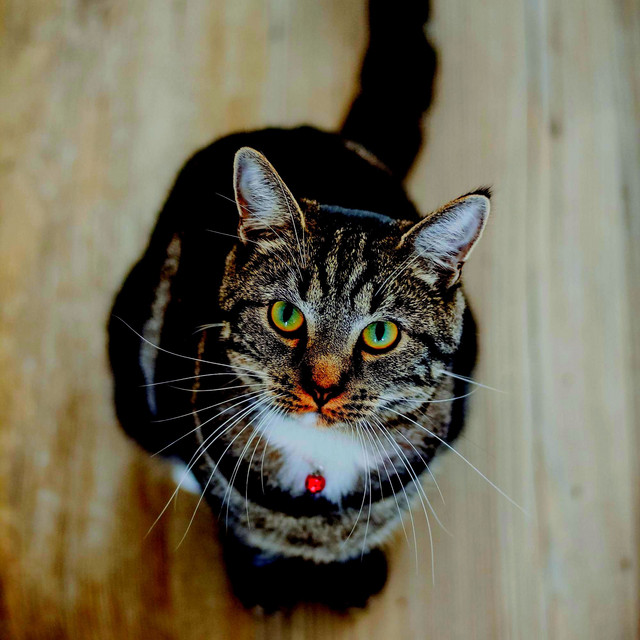 Music (Lonely Cats) - song and lyrics by Cat Music | Spotify