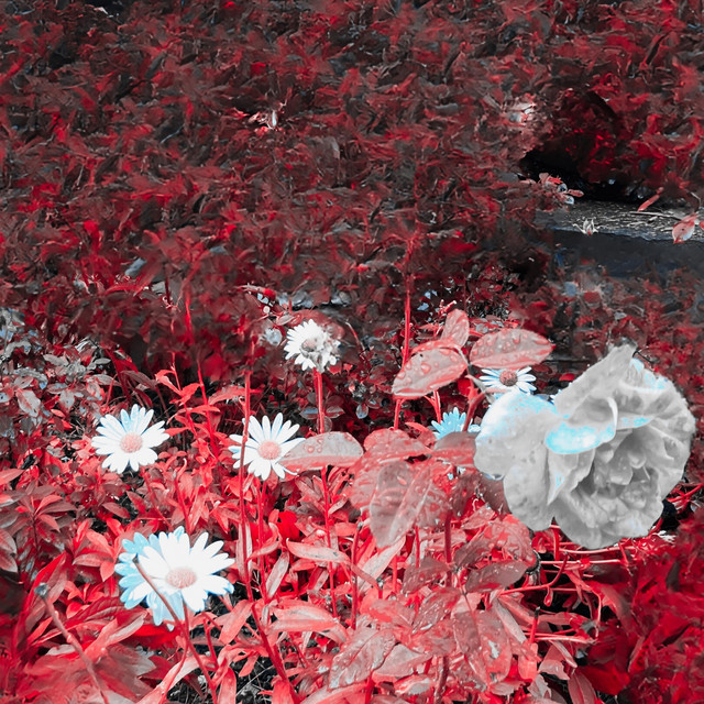 Strawberry Fields Forever - Single by Brian Felix | Spotify