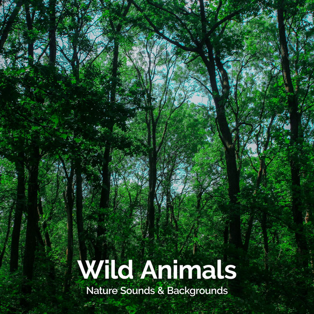 Wild Animals - Album by Nature & Sounds Backgrounds | Spotify