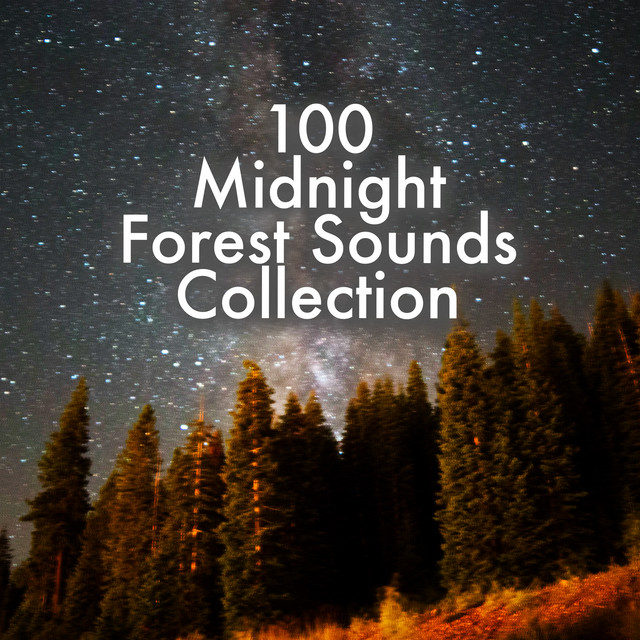 100 Midnight Forest Sounds Collection - Album by Forest Sounds | Spotify