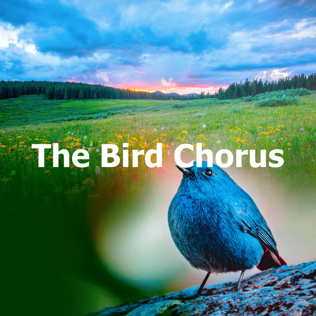 The Bird Chorus - Album by Animal and Bird Songs | Spotify