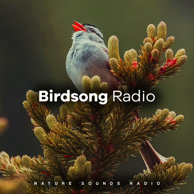 Canal Bird Calls - song and lyrics by Nature Sounds Radio | Spotify
