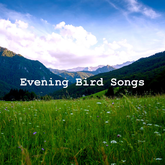 Evening Bird Songs - Album by Birds & Bees etc. | Spotify