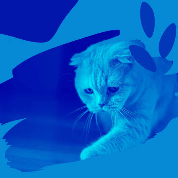 Music for Calming for Kitten - Latin Music - Album by Calm Music for ...