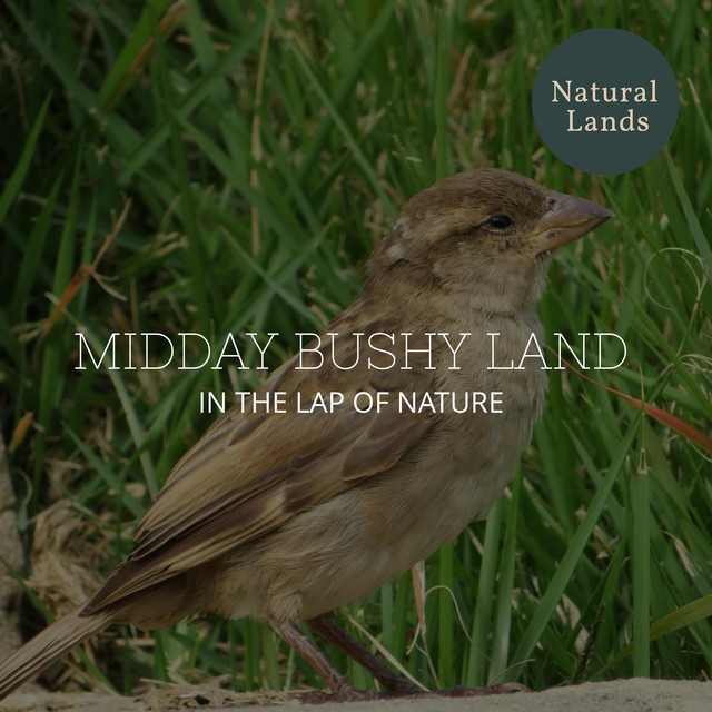 Midday Bushy Land - In the Lap of Nature - Album by Sleepy Times | Spotify