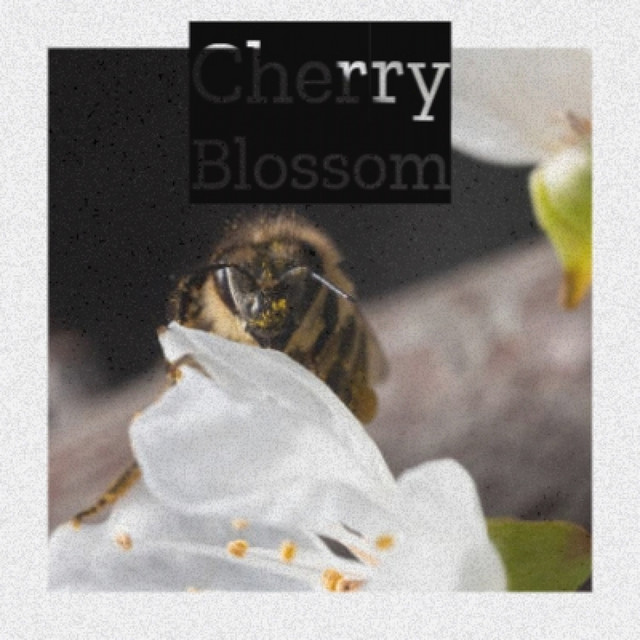 Cherry Blossom - Compilation by Various Artists | Spotify