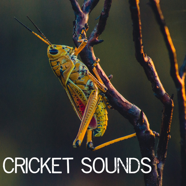 Crickets Sound