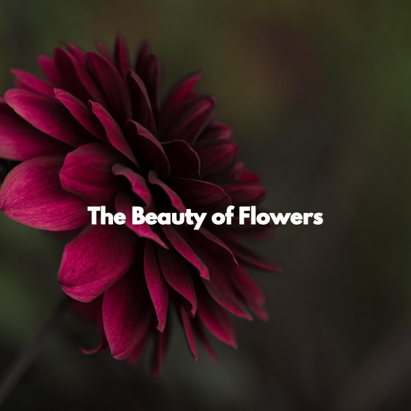 The Beauty of Flowers - Album by Musica da Ristorante | Spotify