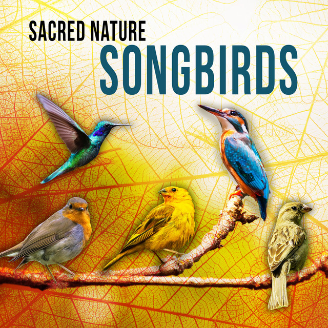 Songbirds - Album by Sacred Nature | Spotify