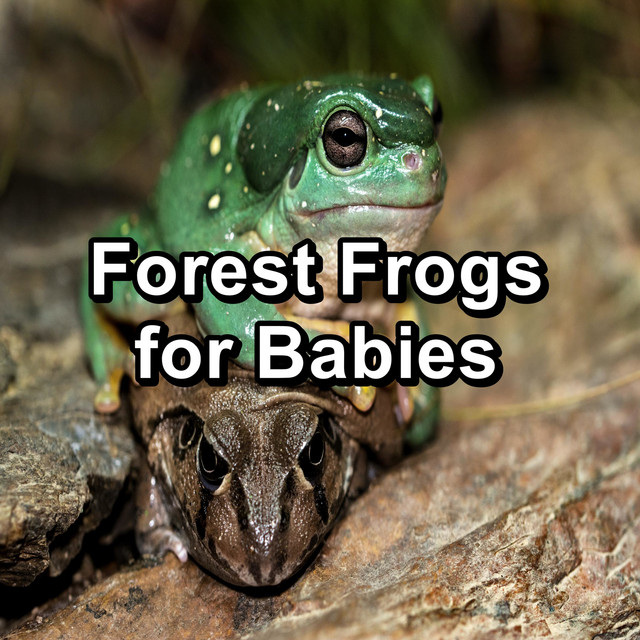 Frogs Swamp Sound - song and lyrics by Organic Nature Sounds, Nature ...