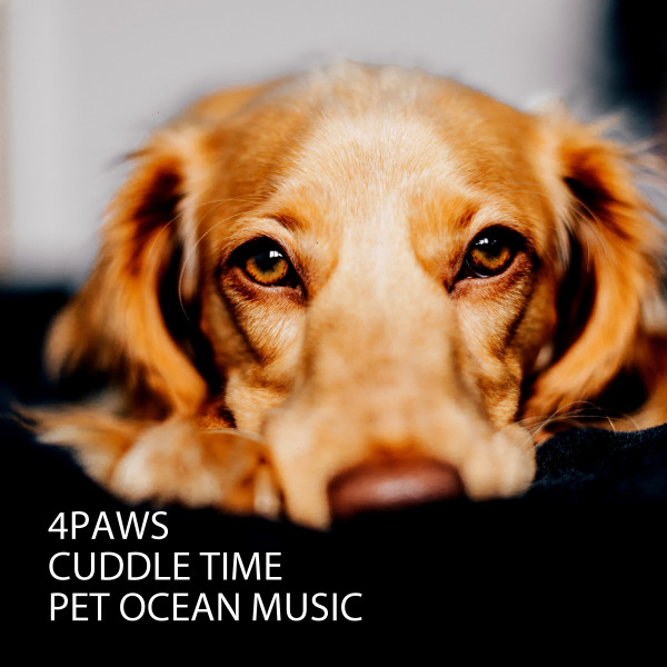 Playing Around Music For Pet - song and lyrics by Calming Music For ...